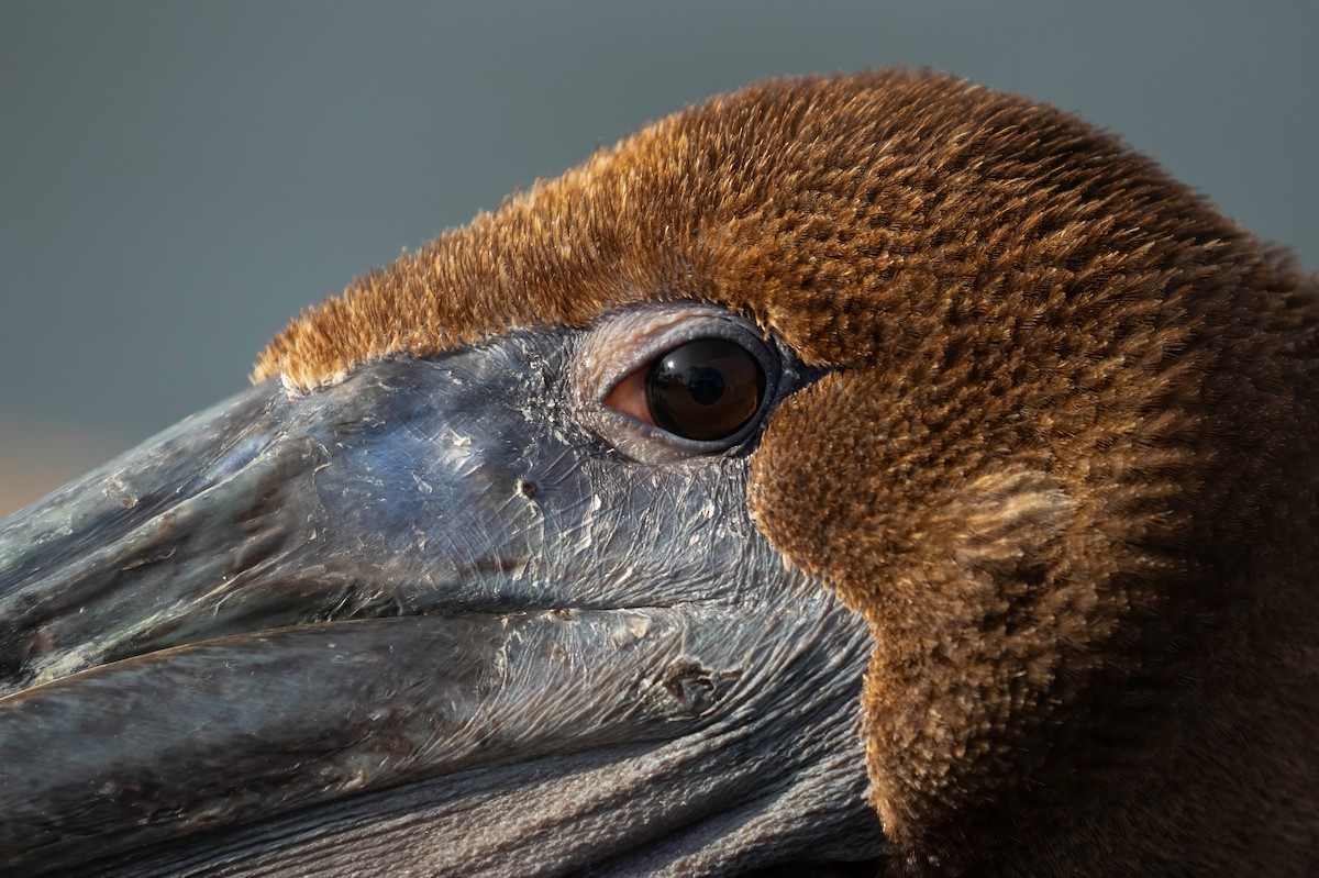 eBird Checklist - 16 Jan 2024 - Boynton Beach Inlet Park - 16 species