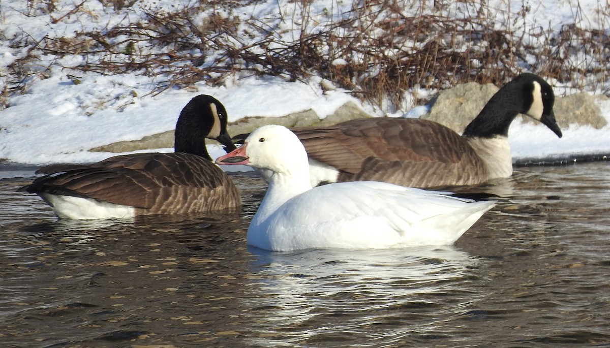 eBird Checklist - 16 Jan 2024 - Quarry Apartments Lake - 5 species