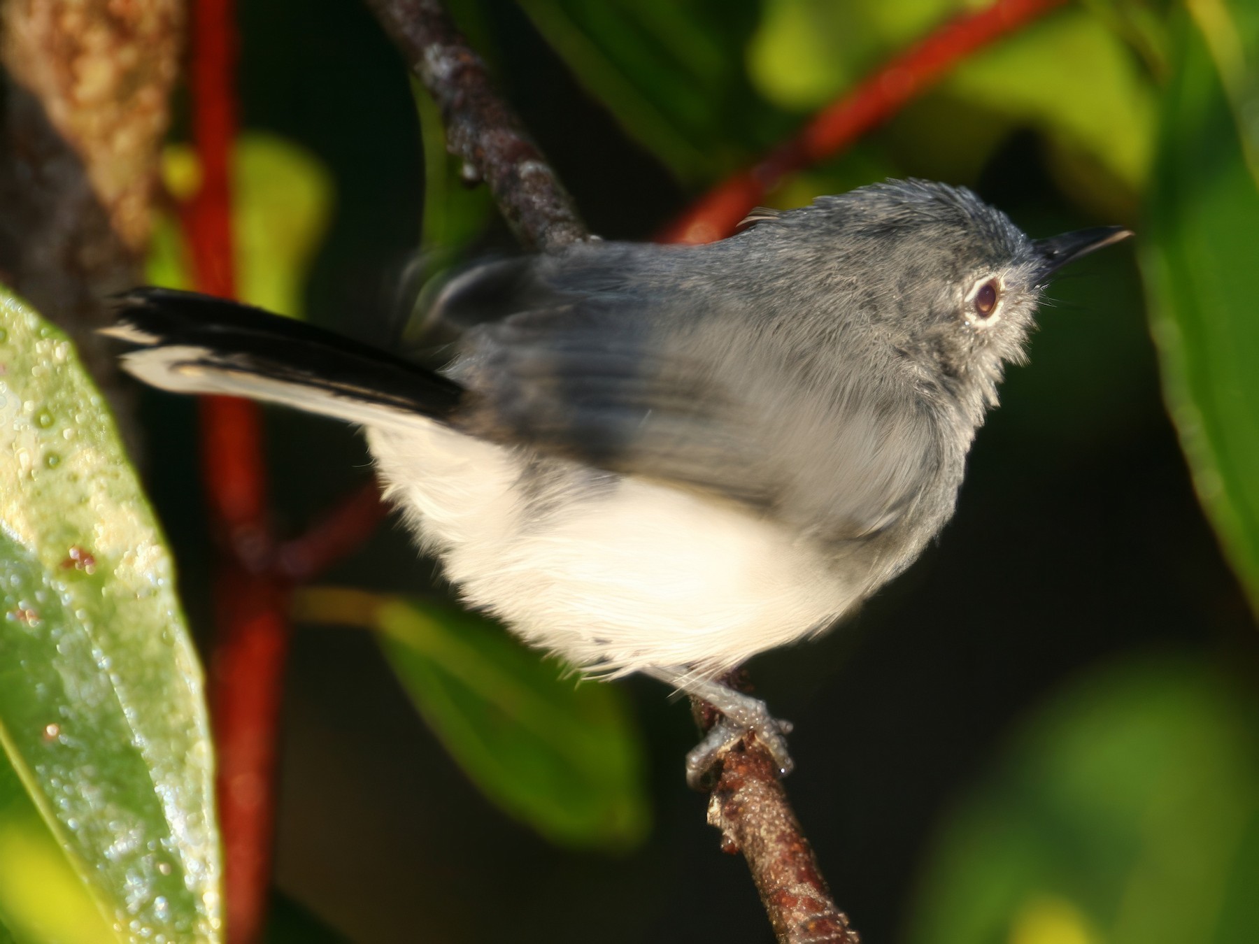 Guianan Gnatcatcher - eBird