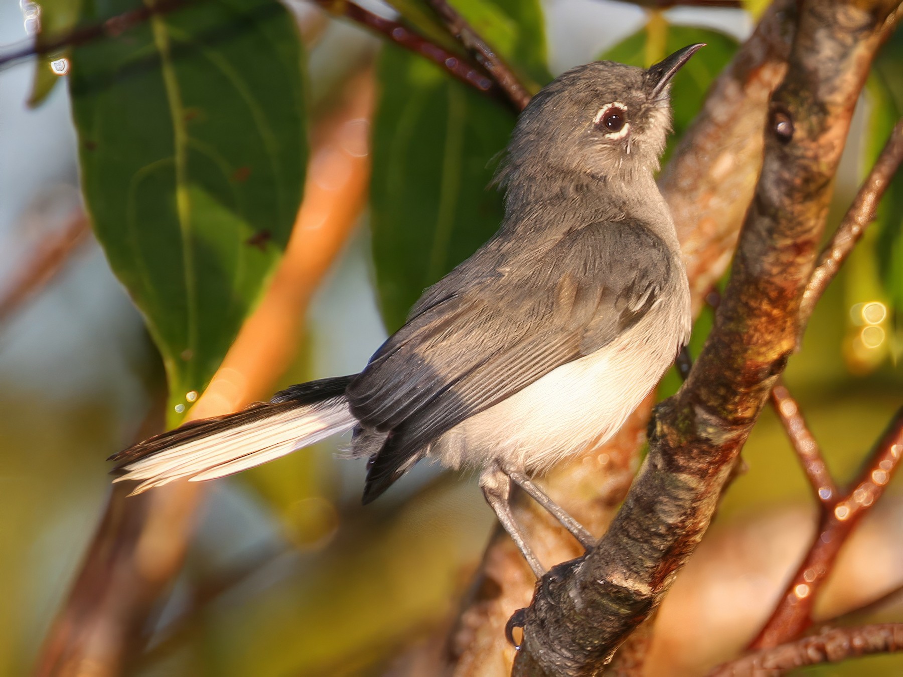 Guianan Gnatcatcher - eBird