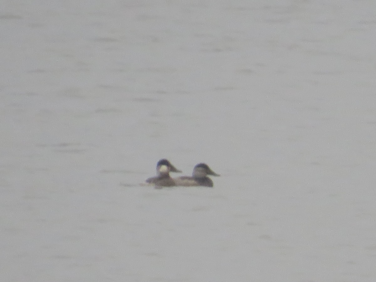 Pennsylvania Bird Atlas Checklist - 16 Jan 2024 - Delaware River--Hog Island Rd. (Delaware Co ...