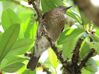 Pale-vented Thrush - eBird