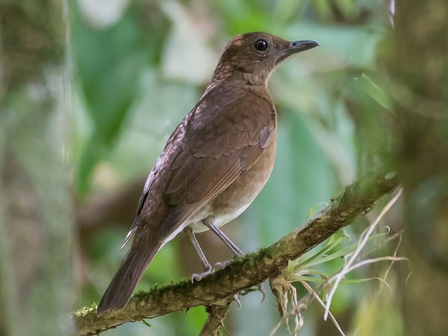 Pale-vented Thrush - eBird
