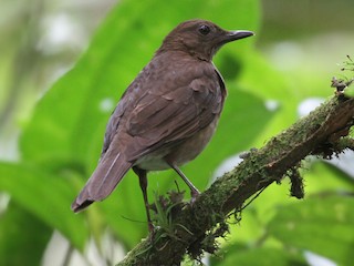 Pale-vented Thrush - eBird