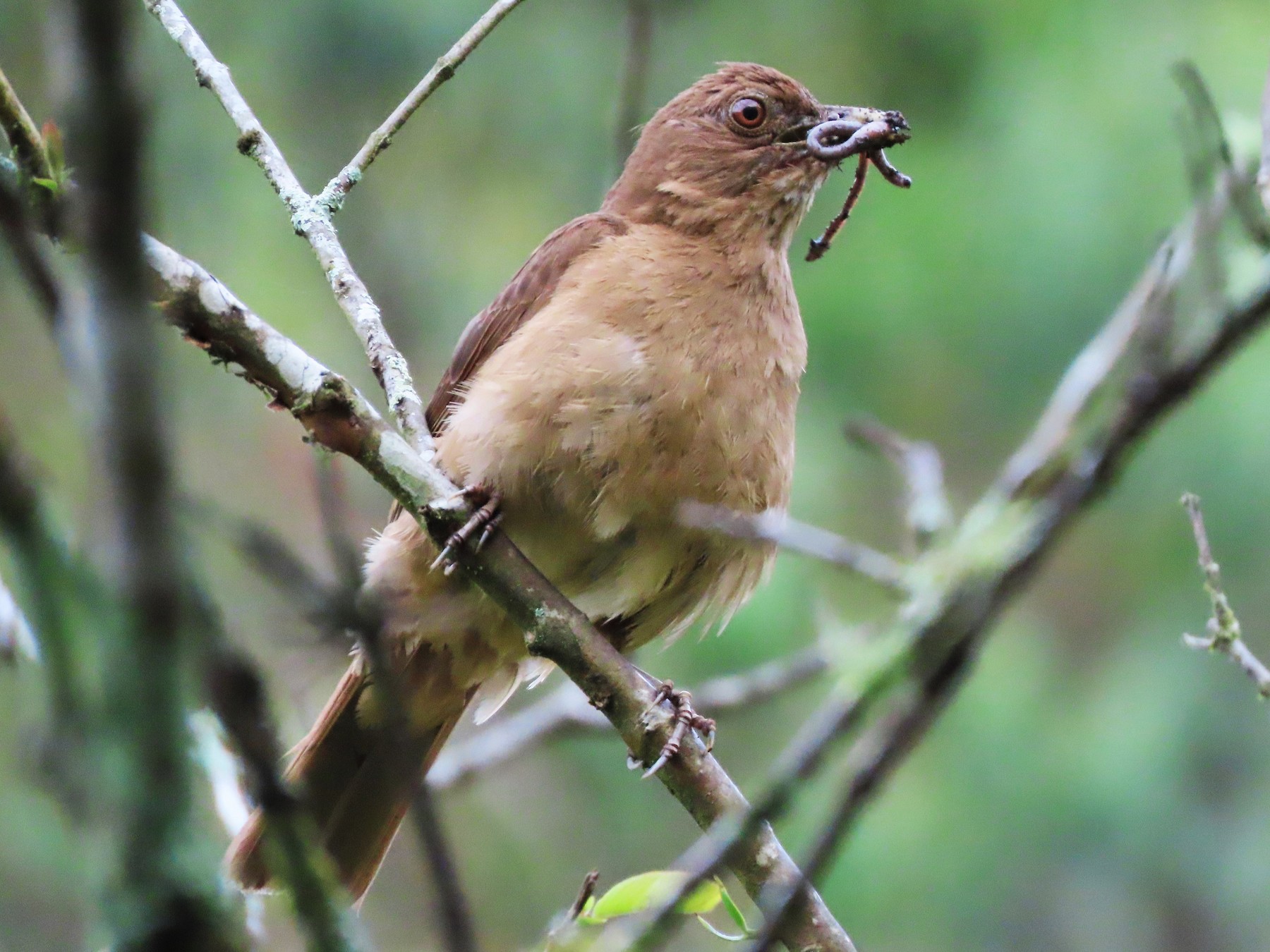 Pale-vented Thrush - eBird