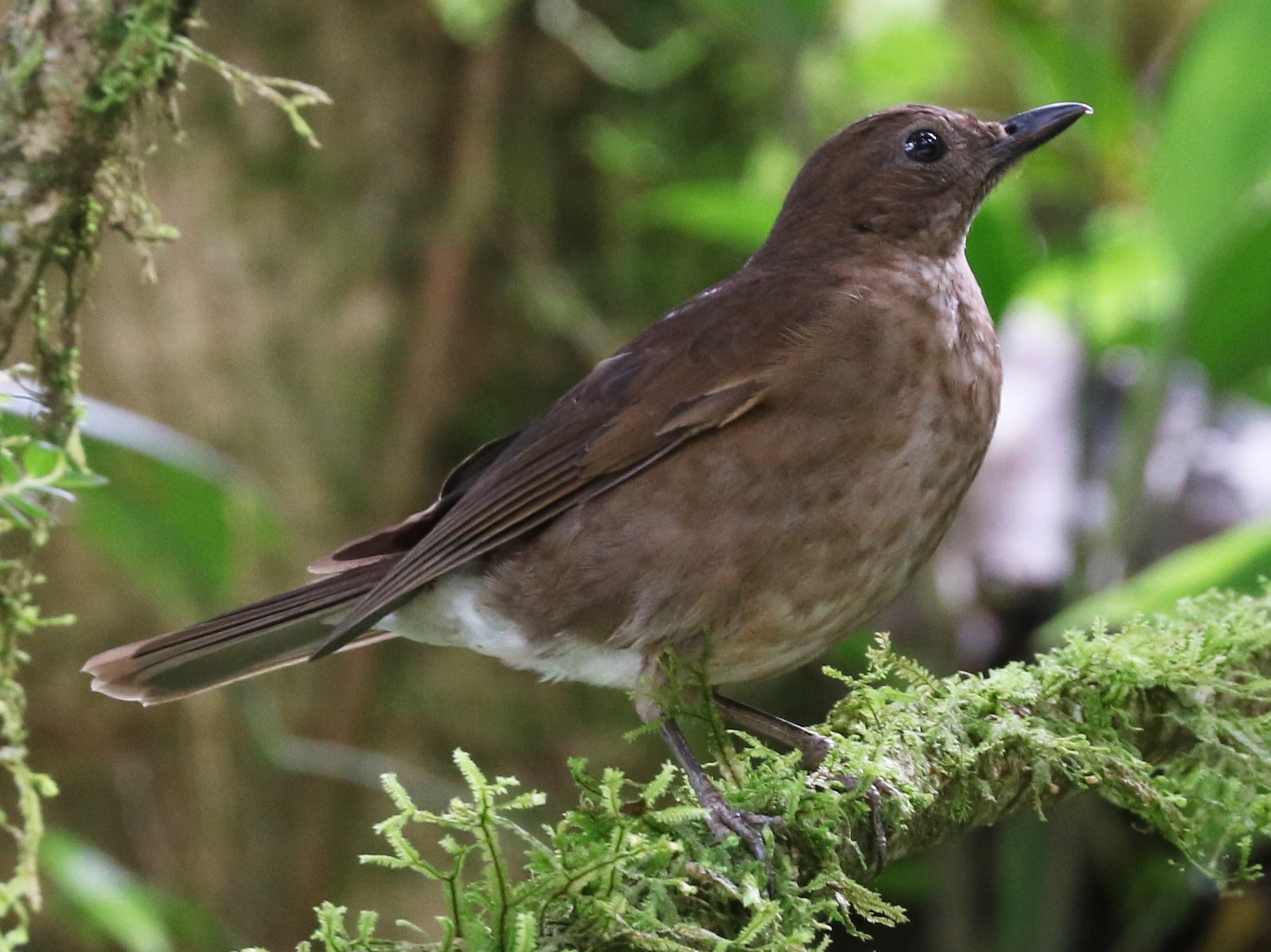 Pale-vented Thrush - eBird