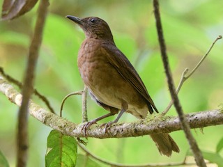 Pale-vented Thrush - eBird