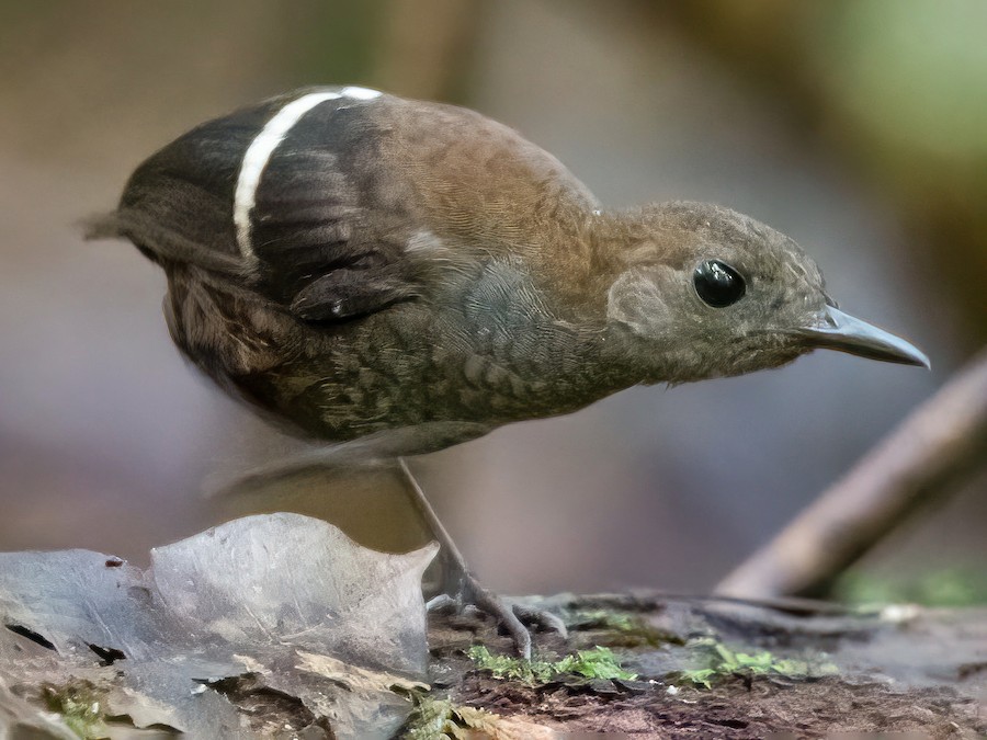 Wing-banded Wren - eBird