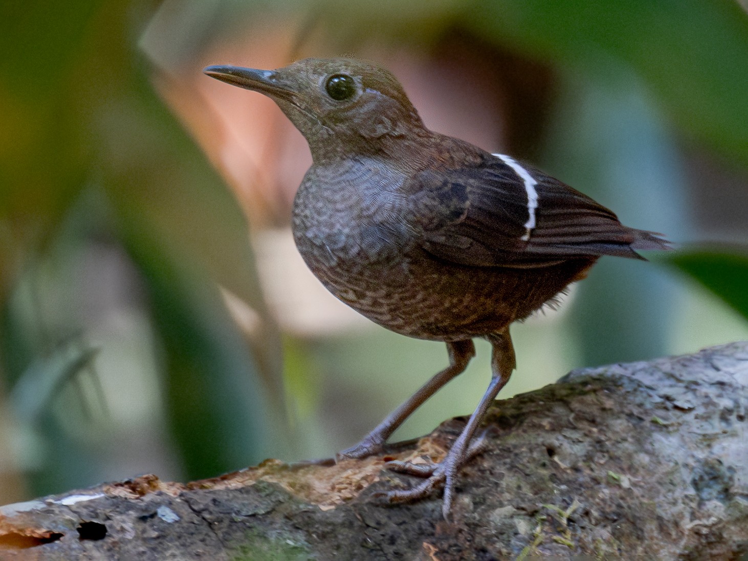 Wing-banded Wren - eBird