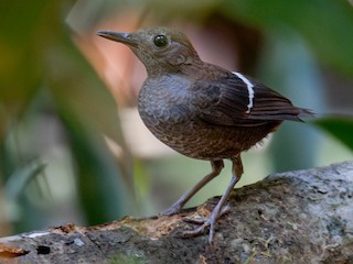 Wing-banded Wren - eBird