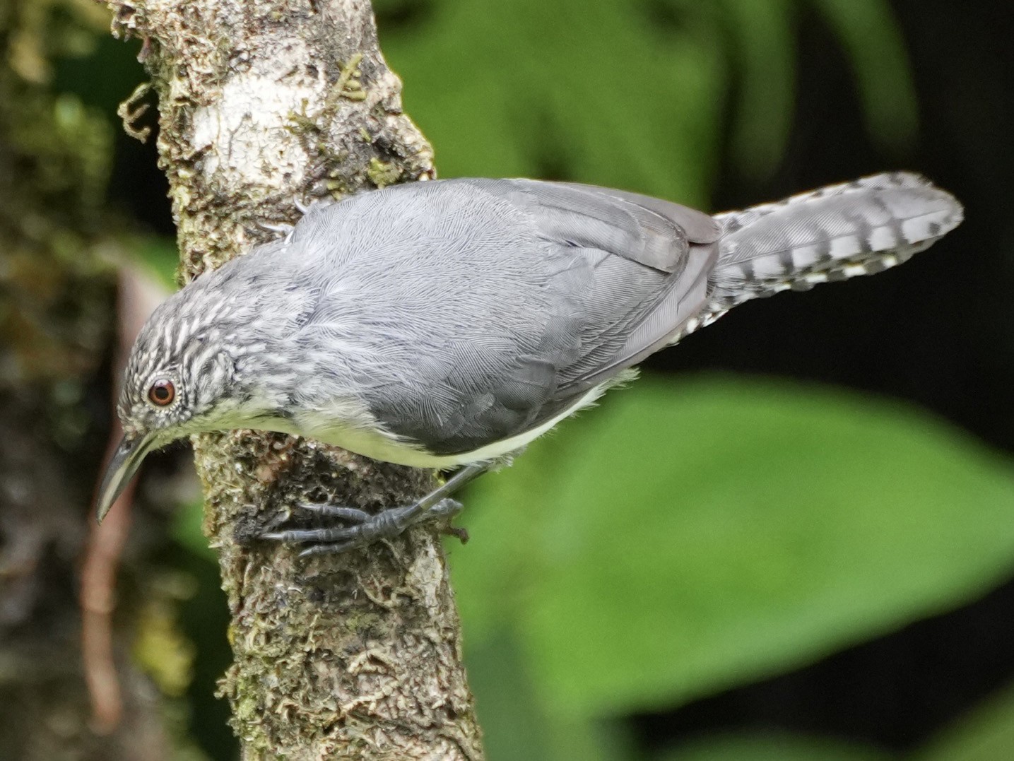 Gray-mantled Wren - eBird