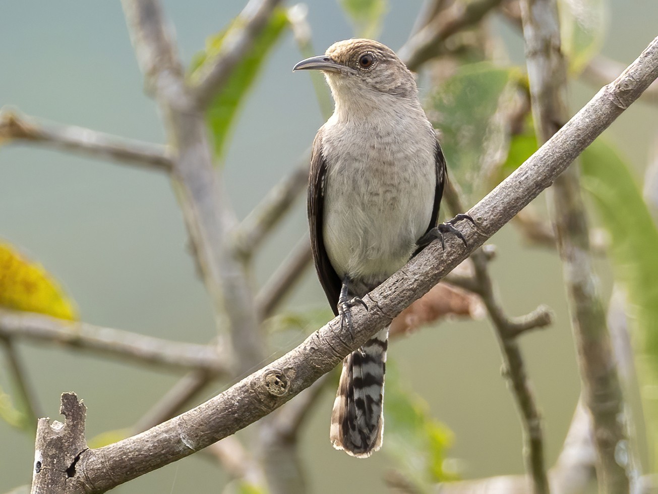 Tooth-billed Wren - eBird