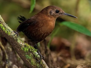 Sumichrast's Wren - eBird