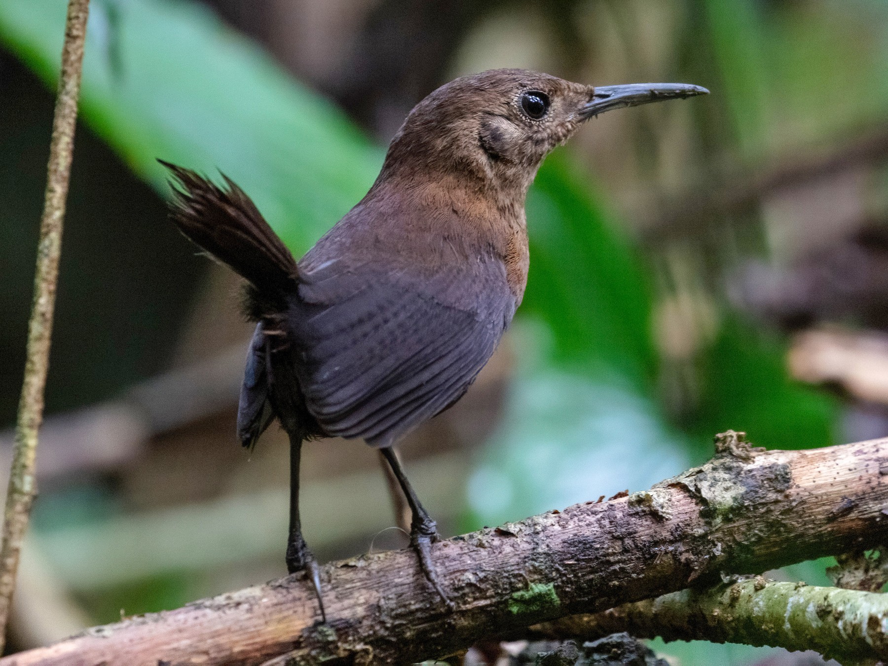 Sumichrast's Wren - eBird