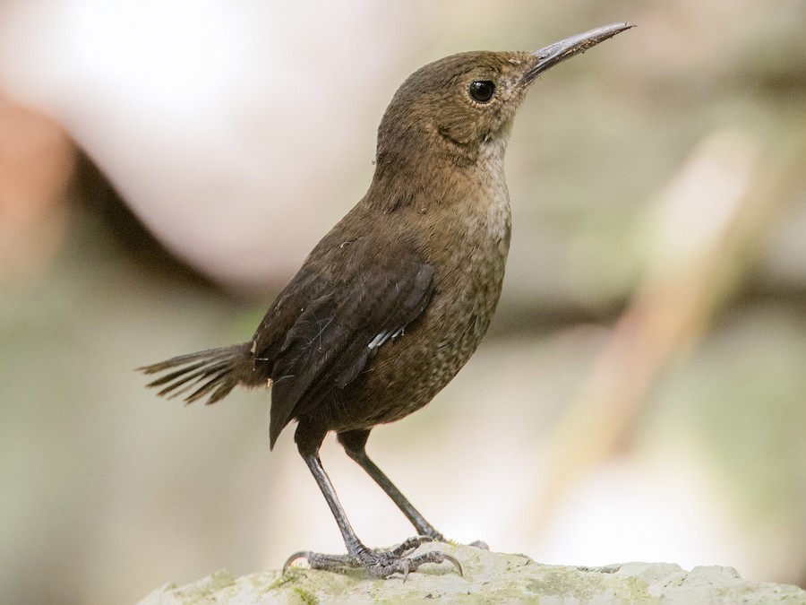 Nava's Wren - eBird