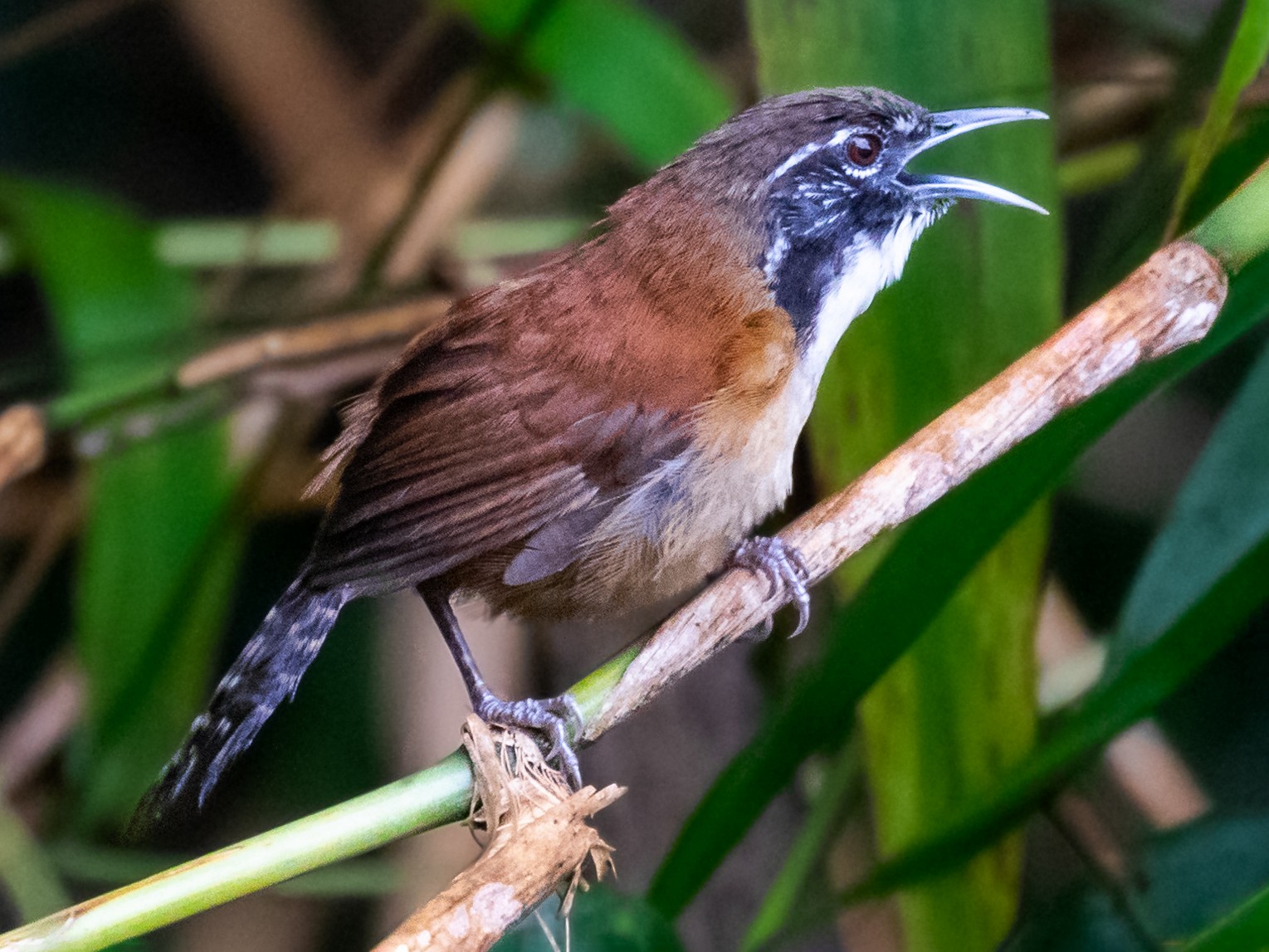 Coraya Wren - eBird