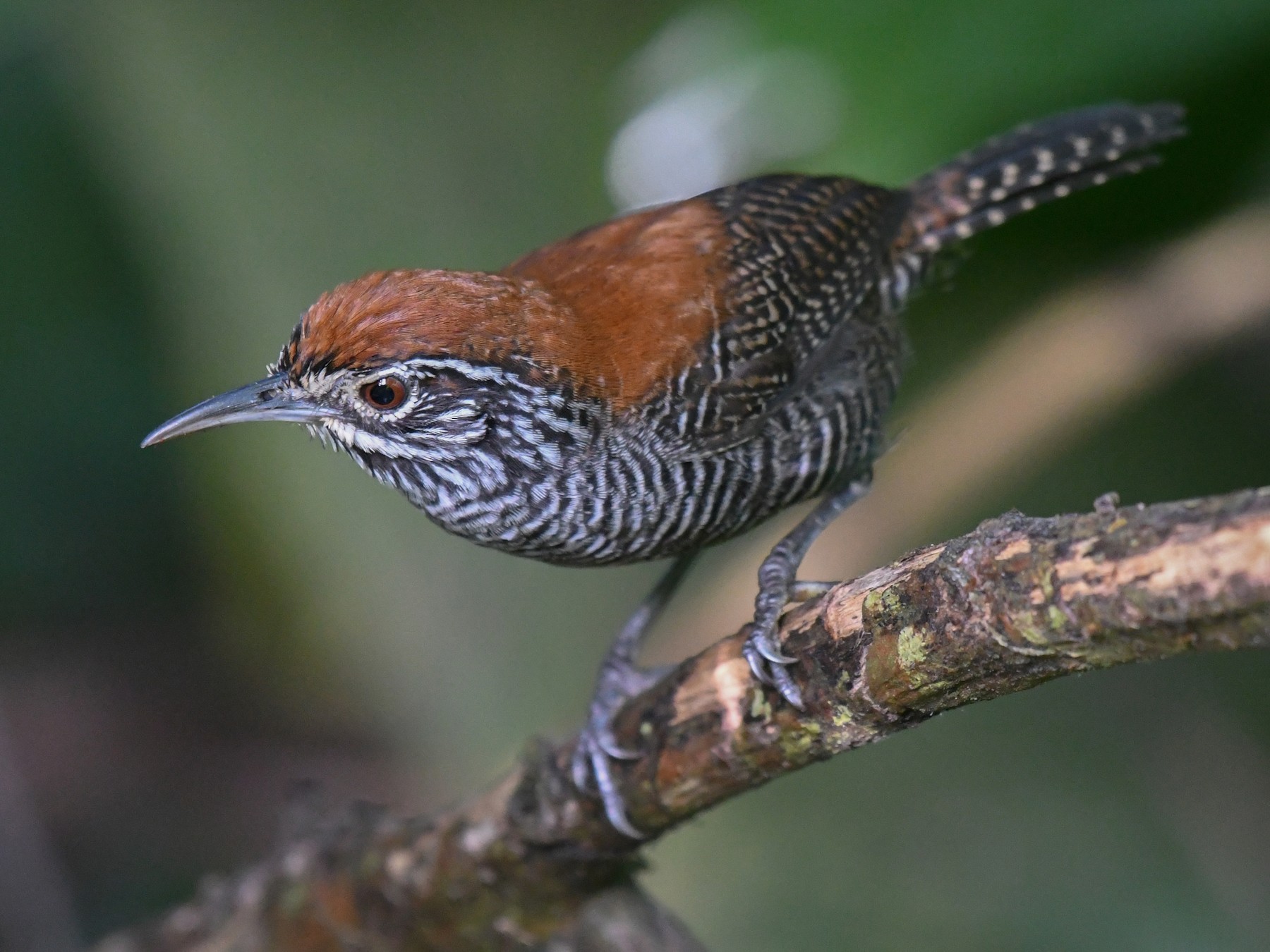 Riverside Wren - eBird