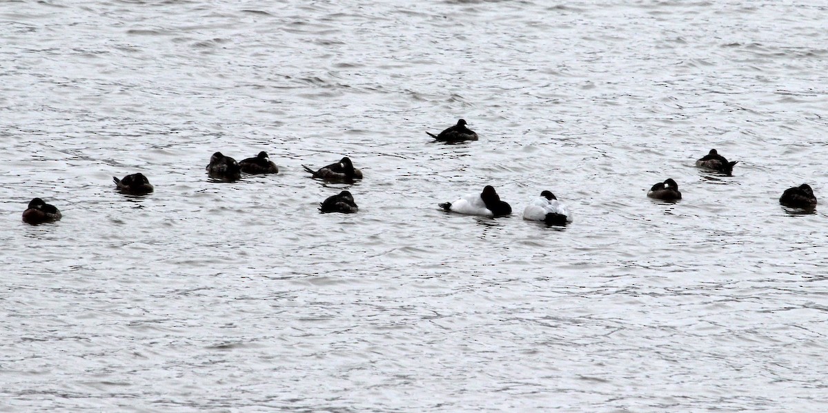 Pennsylvania Bird Atlas Checklist - 16 Jan 2024 - Duck Hollow - 19 species (+1 other taxa)