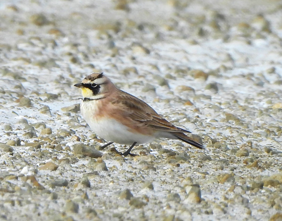 eBird Checklist - 16 Jan 2024 - Molt-Rapelje Rd nw of Molt - 7 species