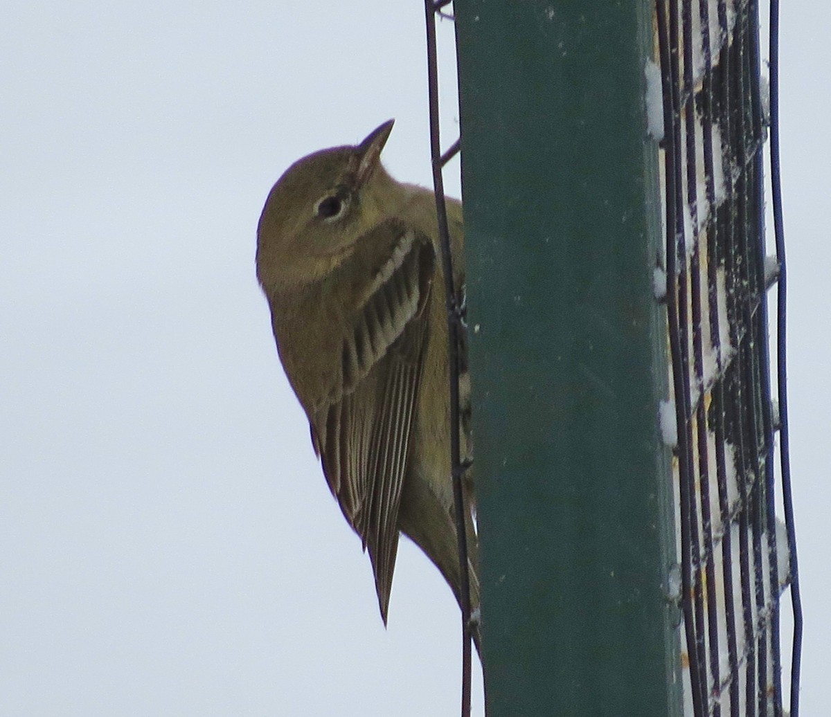 eBird Checklist - 16 Jan 2024 - Dan's Raymond yard - 20 species