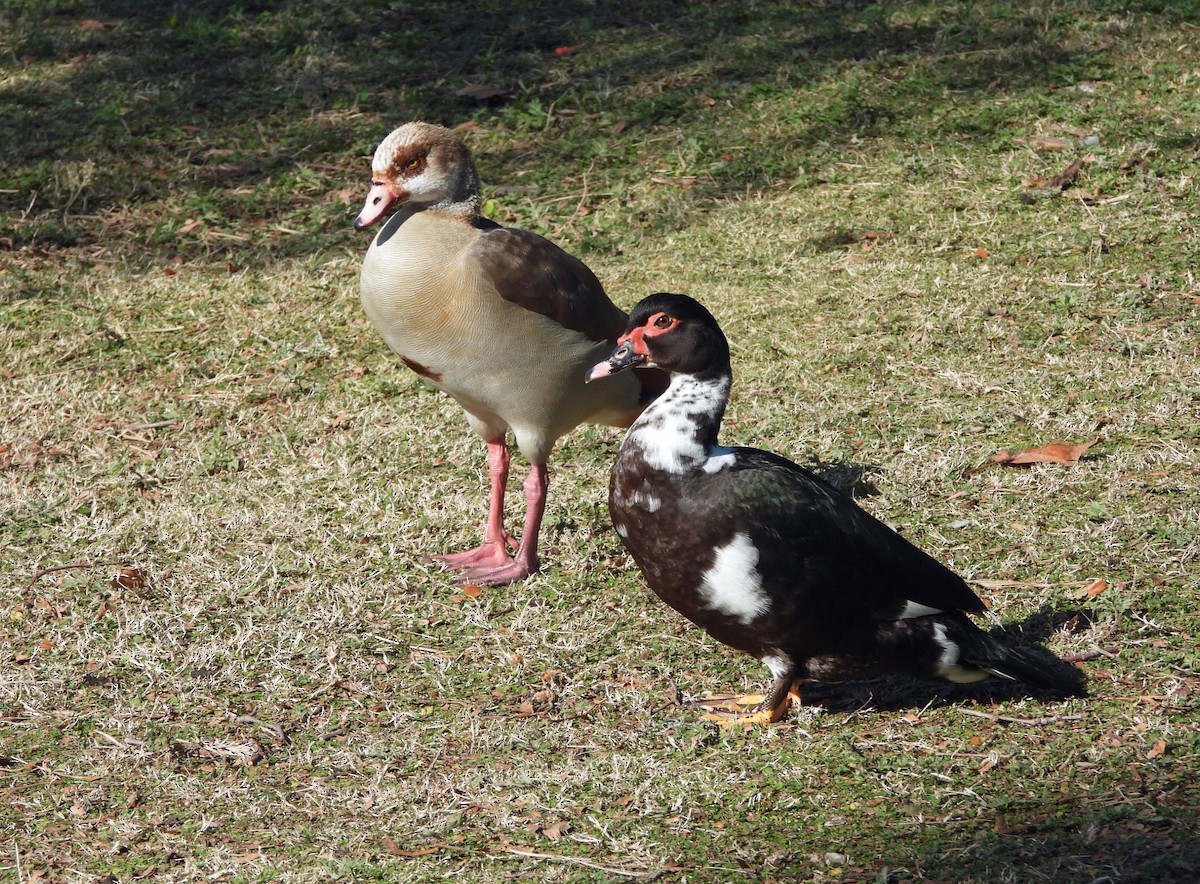 eBird Checklist - 16 Jan 2024 - Frank G. Bonelli RP/Puddingstone ...