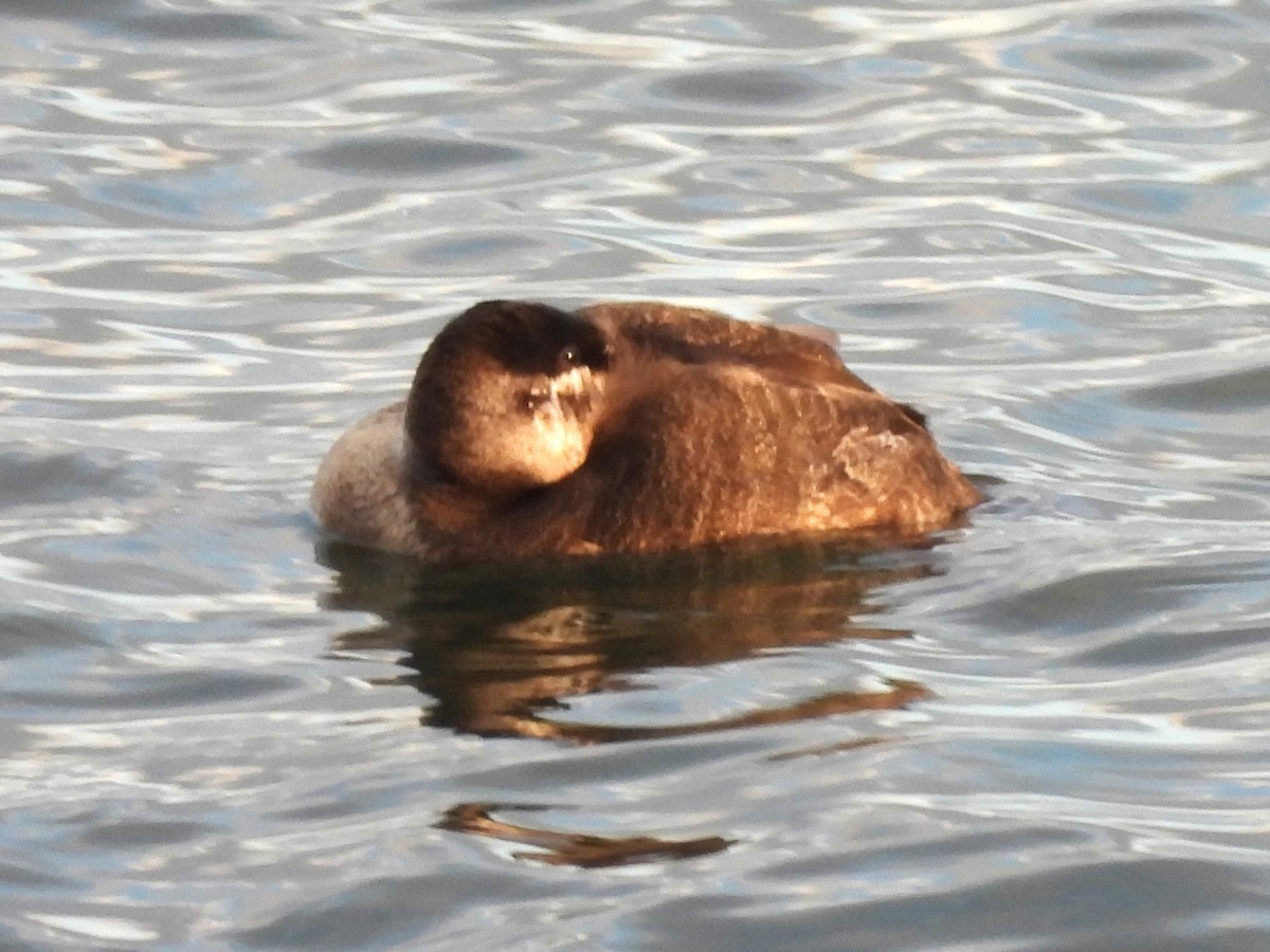 eBird Checklist - 16 Jan 2024 - Oakville--South Shell Park and Suncor ...