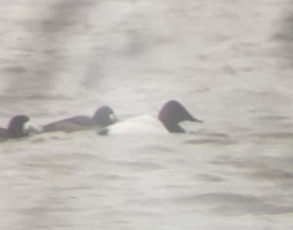 Pennsylvania Bird Atlas Checklist - 16 Jan 2024 - Peace Valley Park (IBA) - 25 species