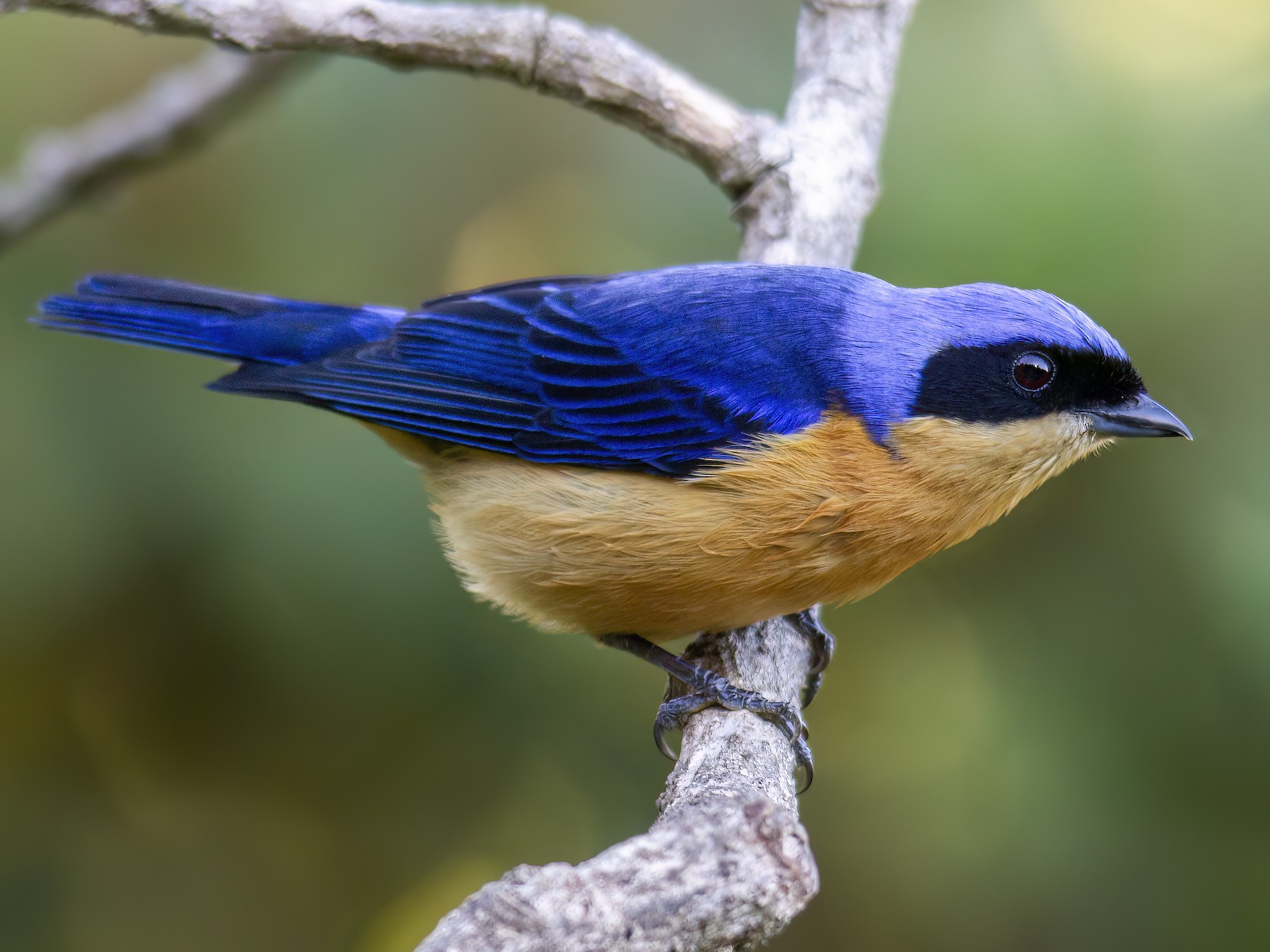 Fawn-breasted Tanager - eBird