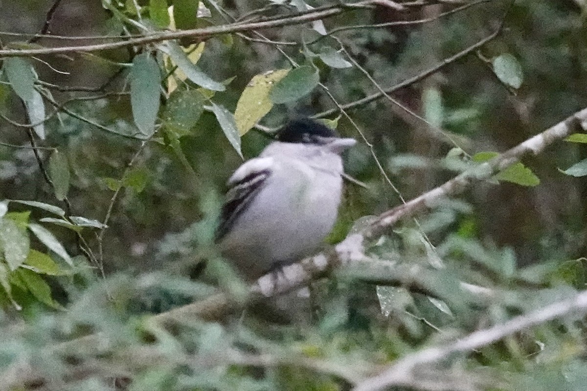 ML613622113 - Gray-collared Becard - Macaulay Library