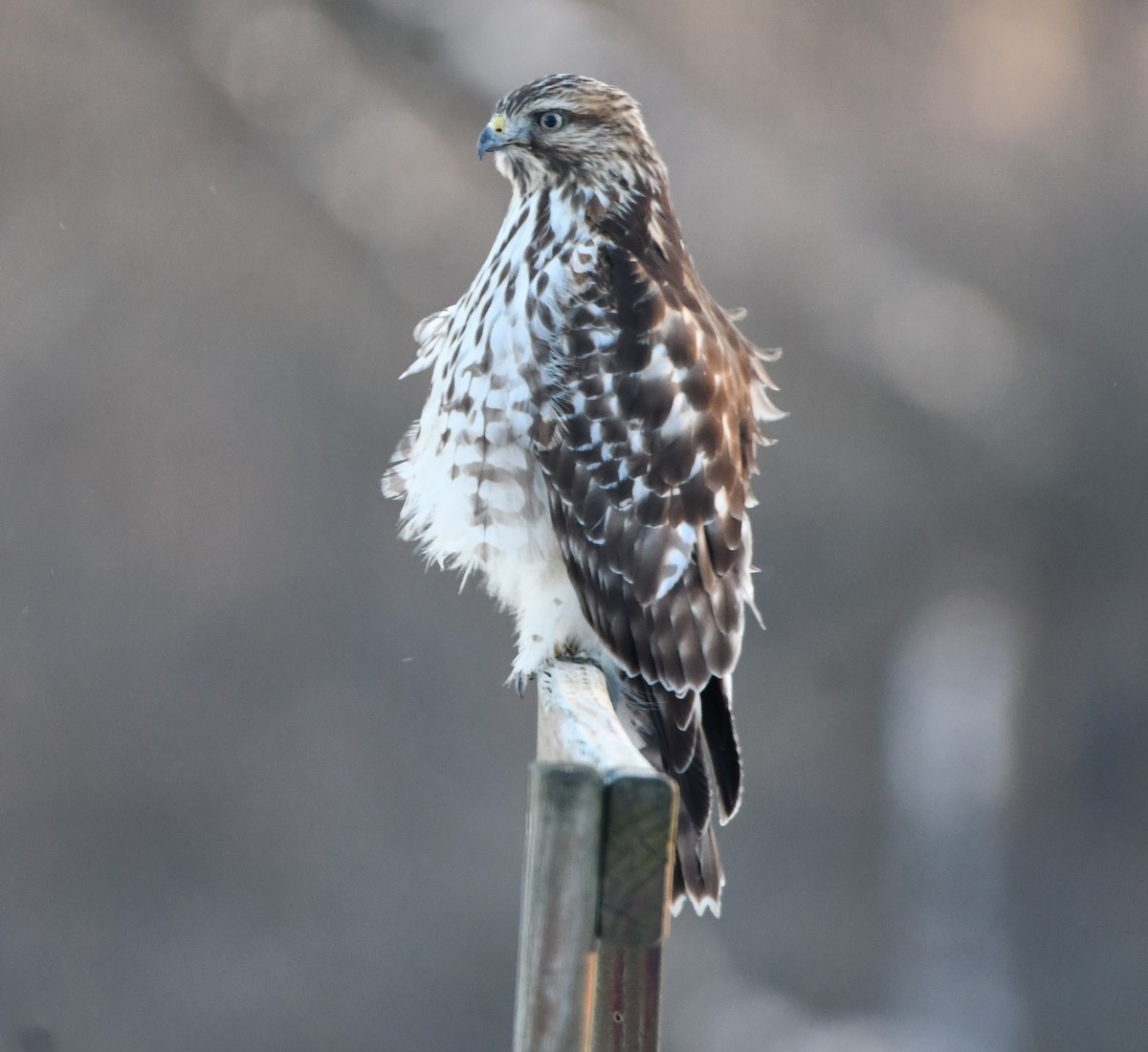 eBird Checklist - 16 Jan 2024 - US-OH-Ontario-3141 Ponderosa Ave - 40 ...
