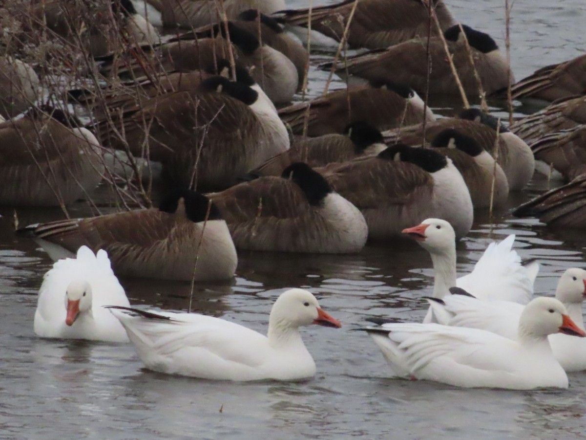 eBird Checklist - 16 Jan 2024 - Wissahickon Waterfowl Preserve - 14 ...