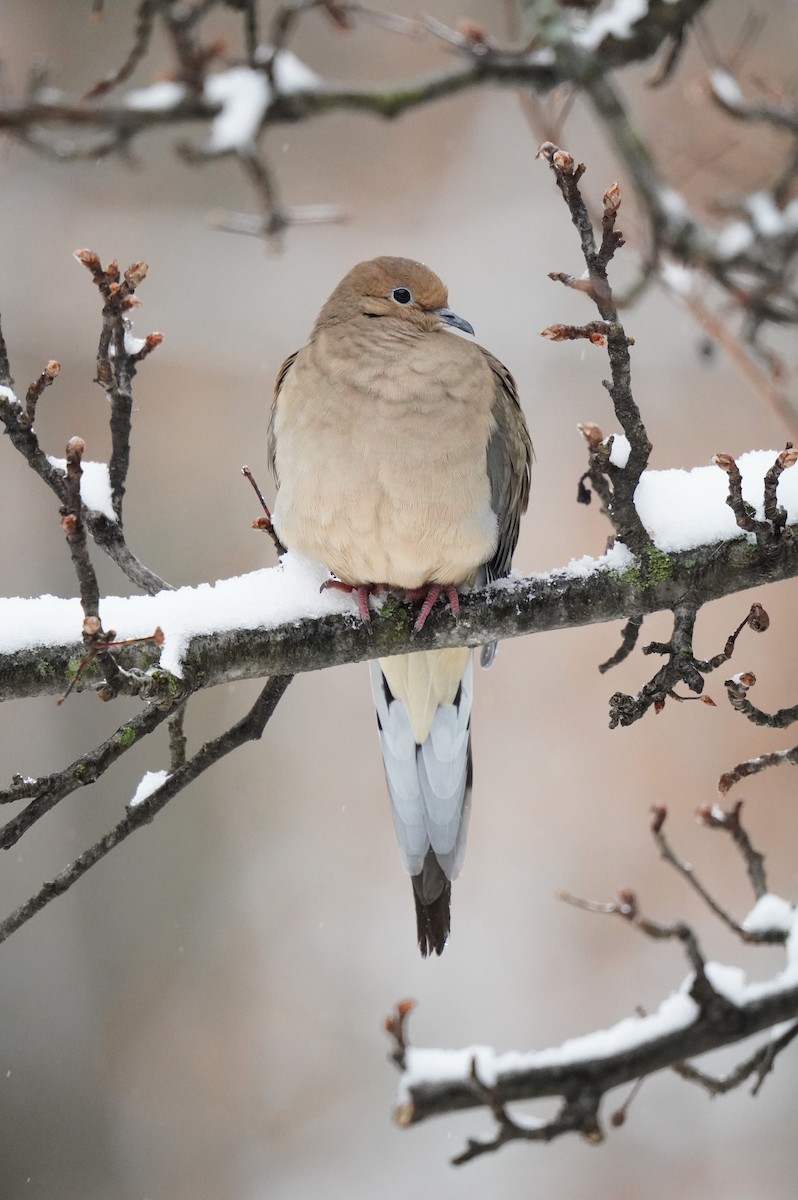 Pennsylvania Bird Atlas Checklist - 16 Jan 2024 - Greycar Rion Memorial Refuge (my yard) [GRMR ...