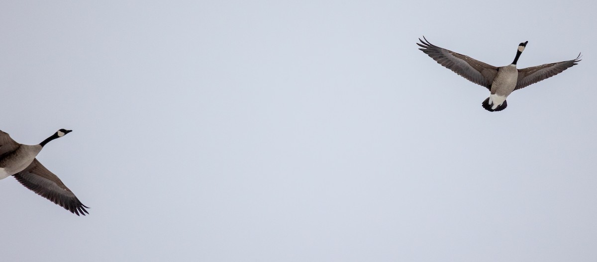 Pennsylvania Bird Atlas Checklist - 16 Jan 2024 - Patterson Farm (Langhorne_NE) - 11 species (+1 ...