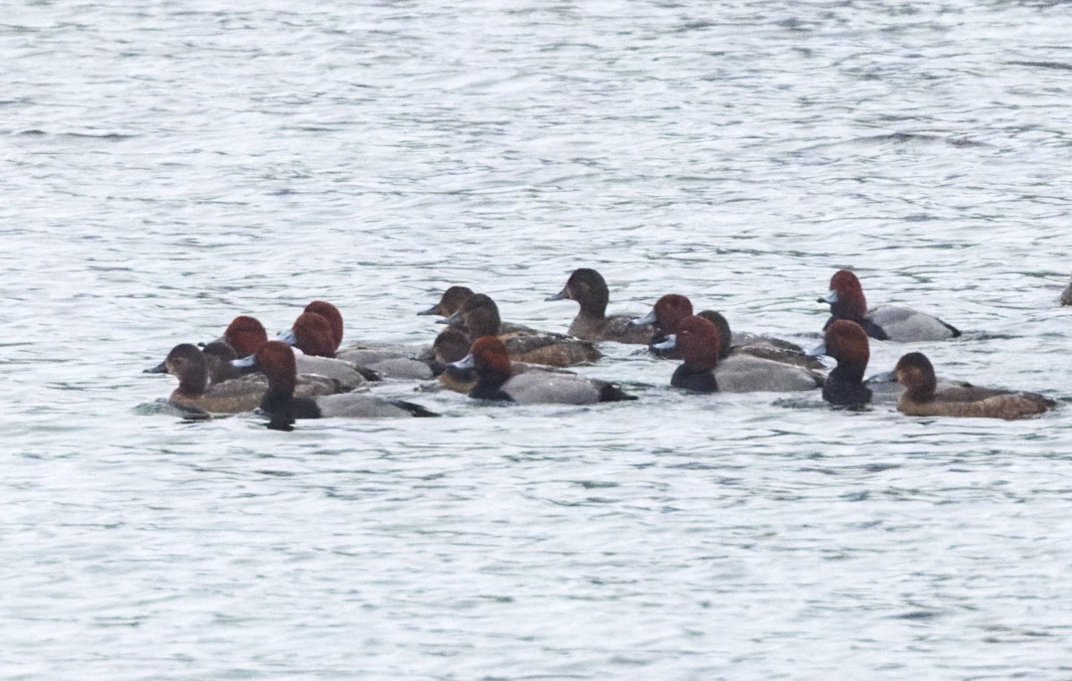 Pennsylvania Bird Atlas Checklist - 16 Jan 2024 - Leaser Lake - 7 species