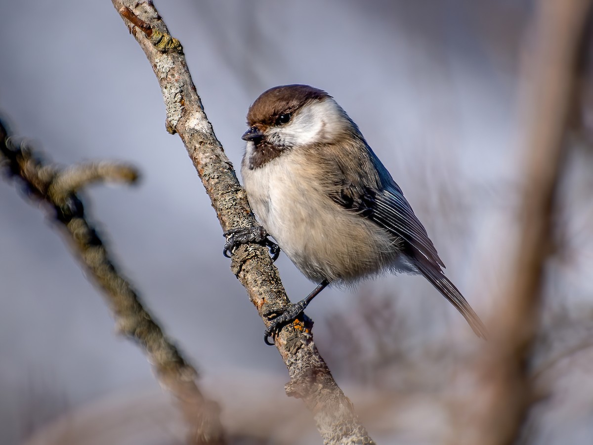 Caspian Tit - Poecile hyrcanus - Birds of the World