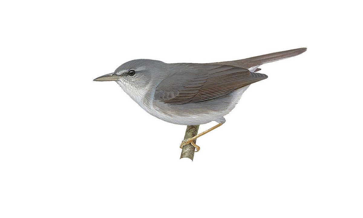 Semper's Warbler - Leucopeza semperi - Birds of the World