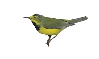 Bachman's Warbler - Vermivora bachmanii - Birds of the World