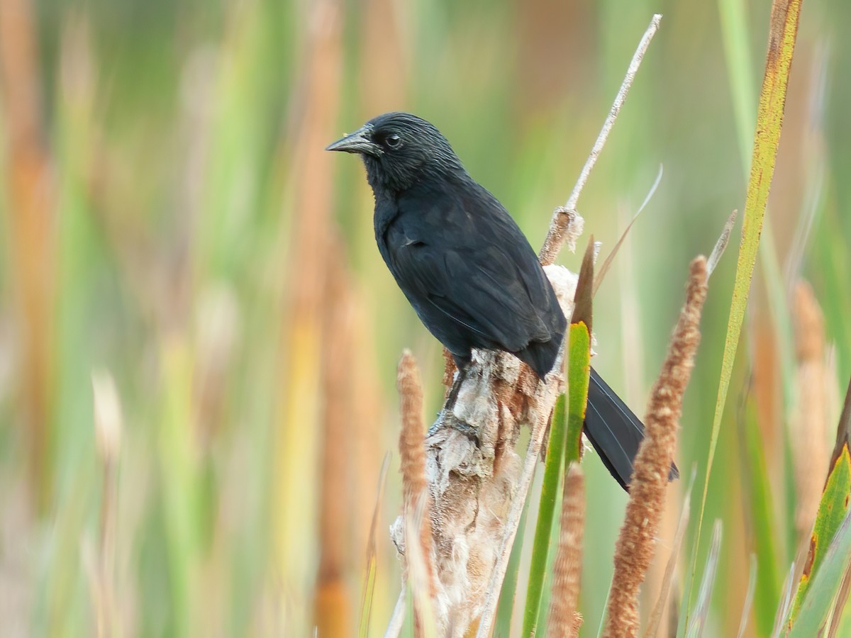 Forbes's Blackbird - Anumara forbesi - Birds of the World