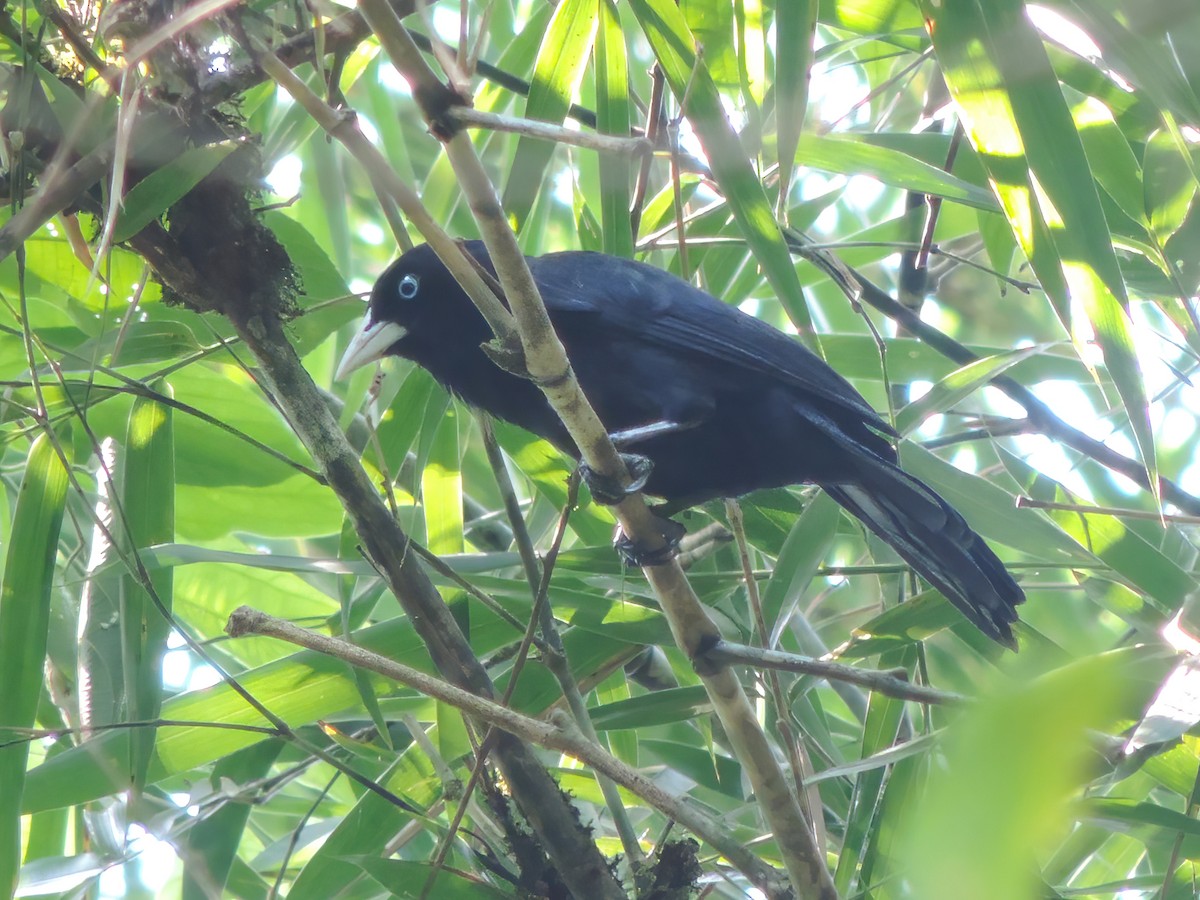 Ecuadorian Cacique - Cacicus sclateri - Birds of the World