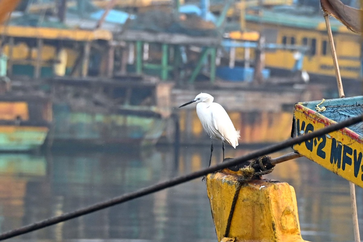 eBird India Checklist - 16 Jan 2024 - Visakhapatnam Fishing Harbor - 10 ...