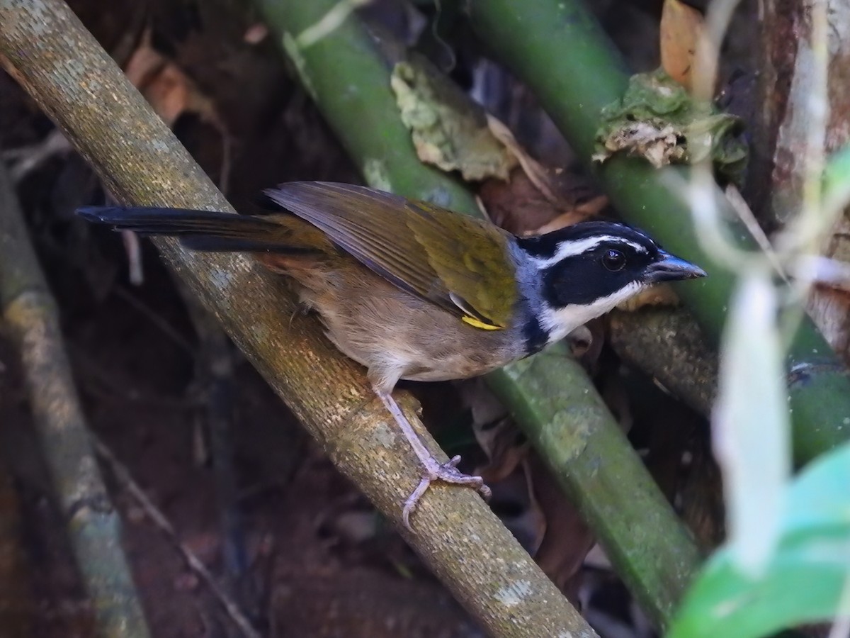 Caracas Brushfinch - Arremon phaeopleurus - Birds of the World