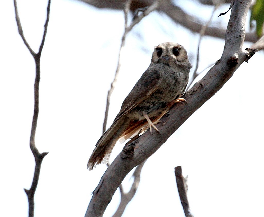 eBird Checklist - 13 Jan 2024 - Lowan Conservation Park - 35 species