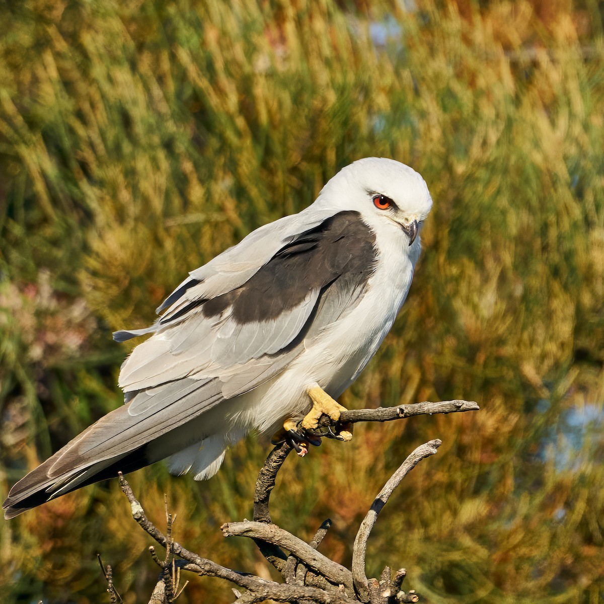 eBird Checklist - 16 Jan 2024 - Kooringa, Carisbrook, Victoria, AU (-37 ...