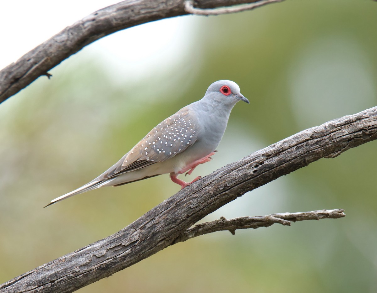 eBird Checklist - 14 Jan 2024 - Baroota Reservoir - 62 species