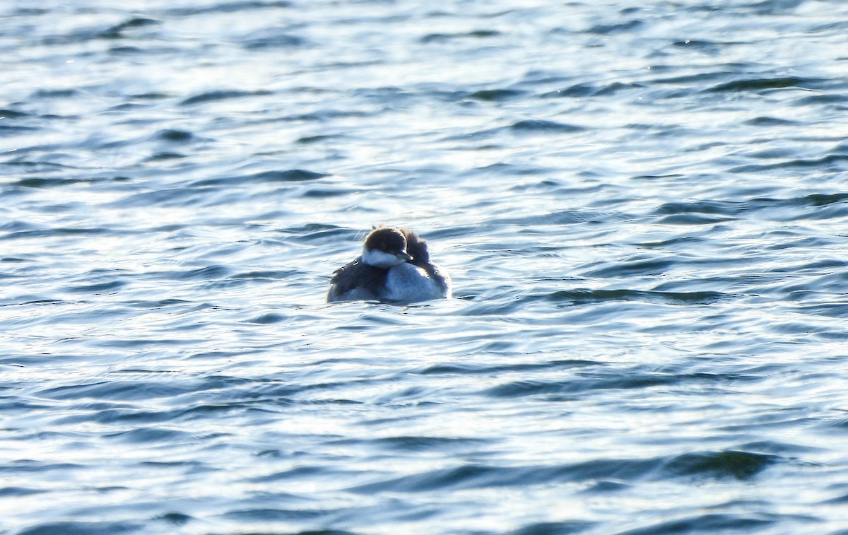 eBird Checklist - 16 Jan 2024 - Watermark Quarries - 10 species