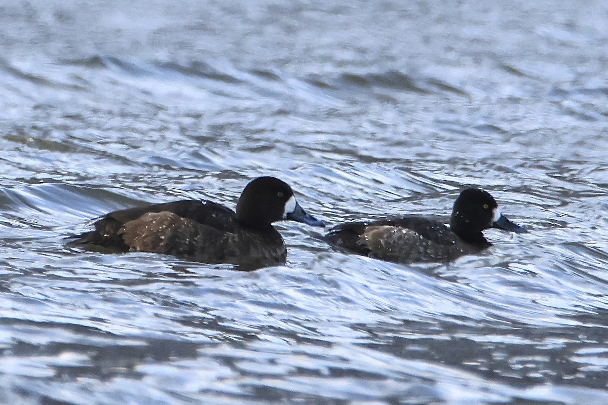 Pennsylvania Bird Atlas Checklist - 17 Jan 2024 - Chapel Harbor - 3 species