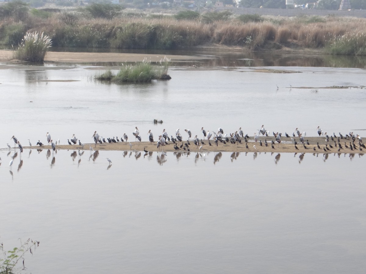eBird Checklist - 17 Jan 2024 - Upper Anaicut / Mukkombu Dam - 33 species