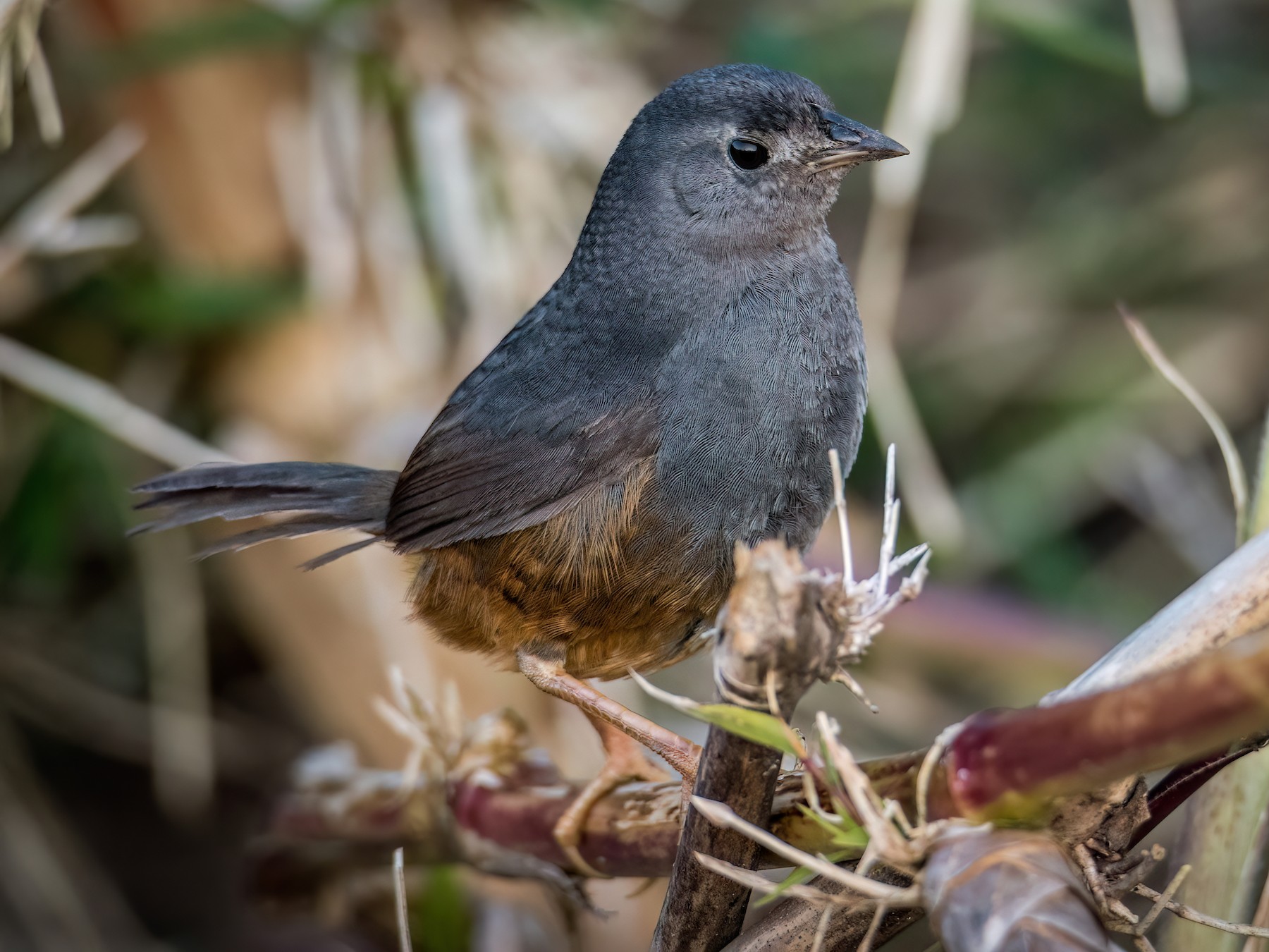 Ochre-flanked Tapaculo - eBird