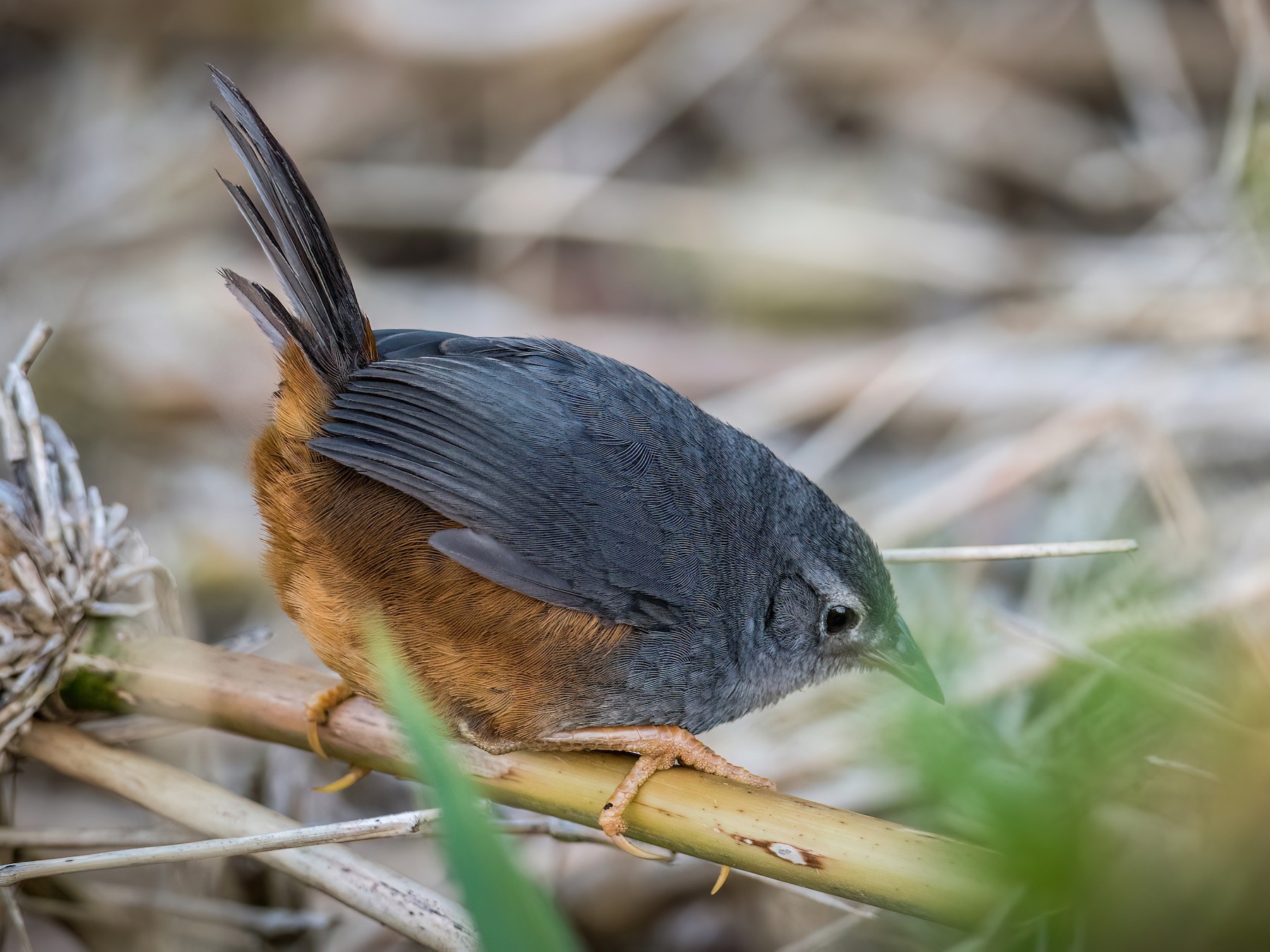 Ochre-flanked Tapaculo - eBird