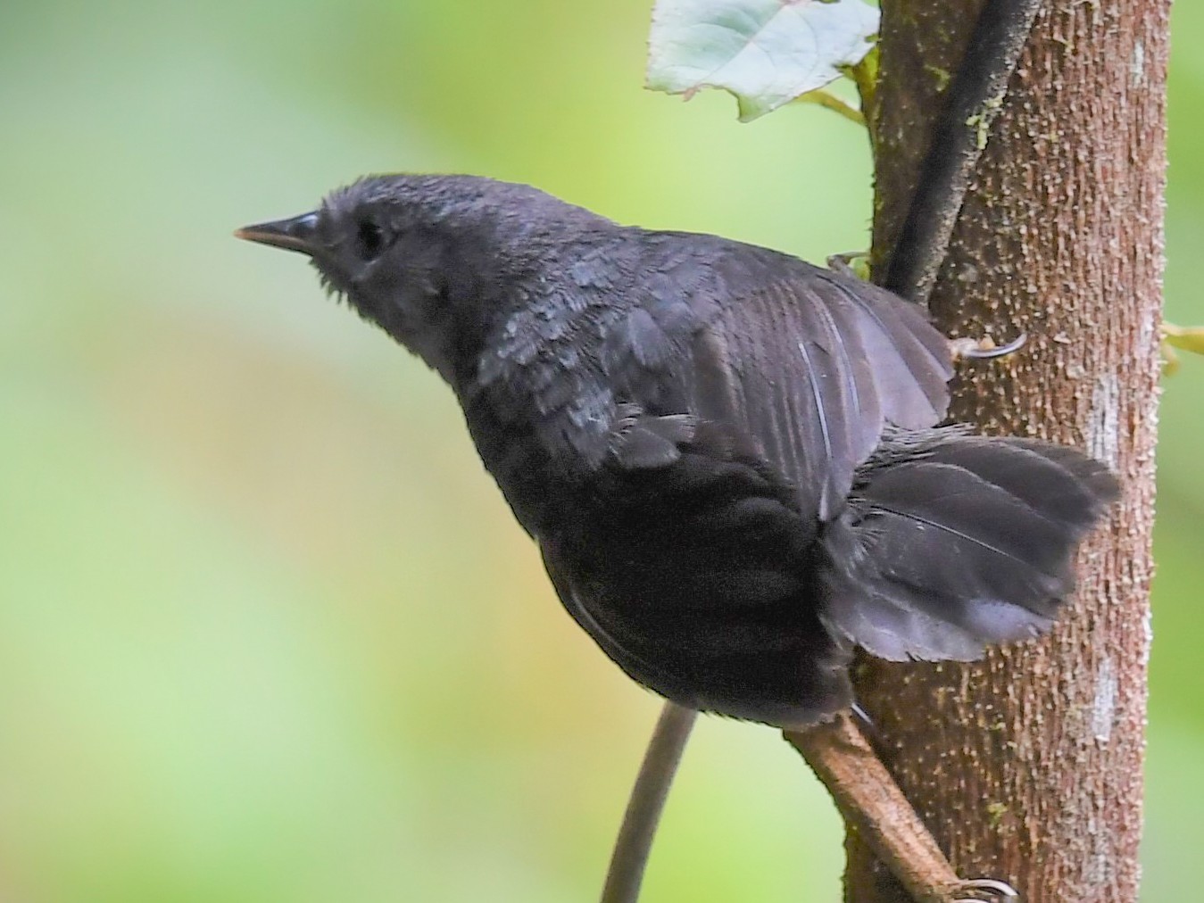 Ash-colored Tapaculo - eBird